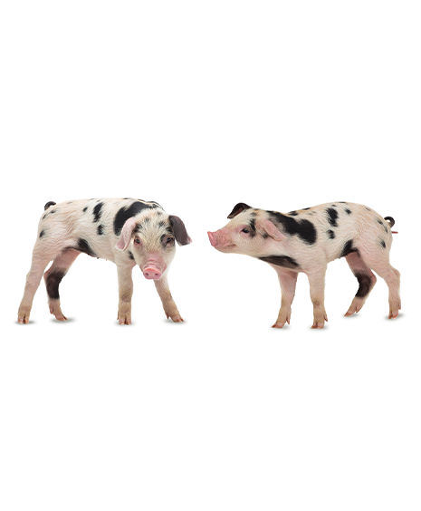 4 Piglets | Plan International USA