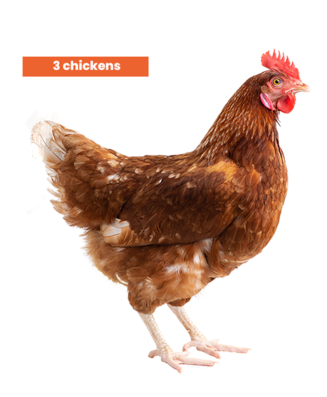 3 Chickens | Plan International USA