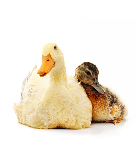 3 Ducks | Plan International USA